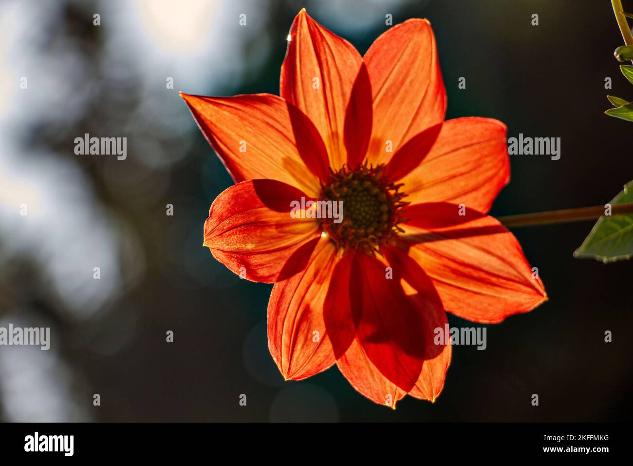 Indian spring hi-res stock photography and images - Alamy