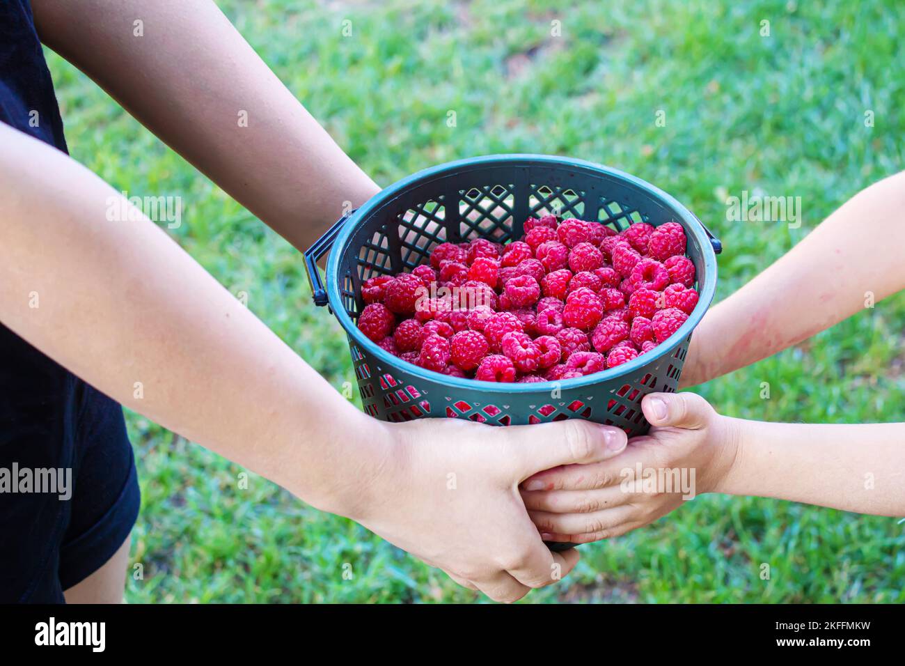 child holding raspberries in his hands.selective focus.food Stock Photo ...