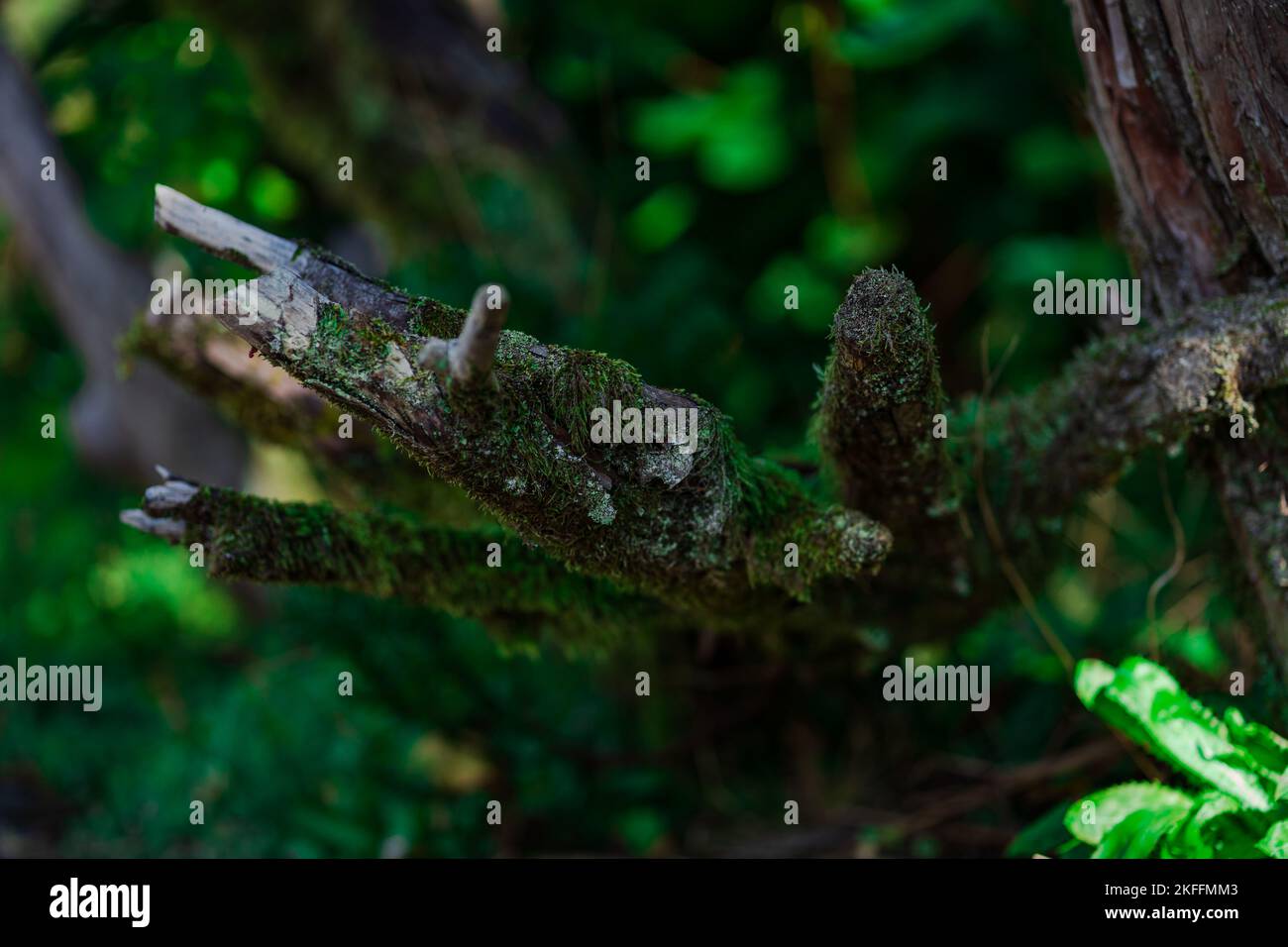 A close-up of mossy tree in woods outside in Nagano city in Japan Stock ...