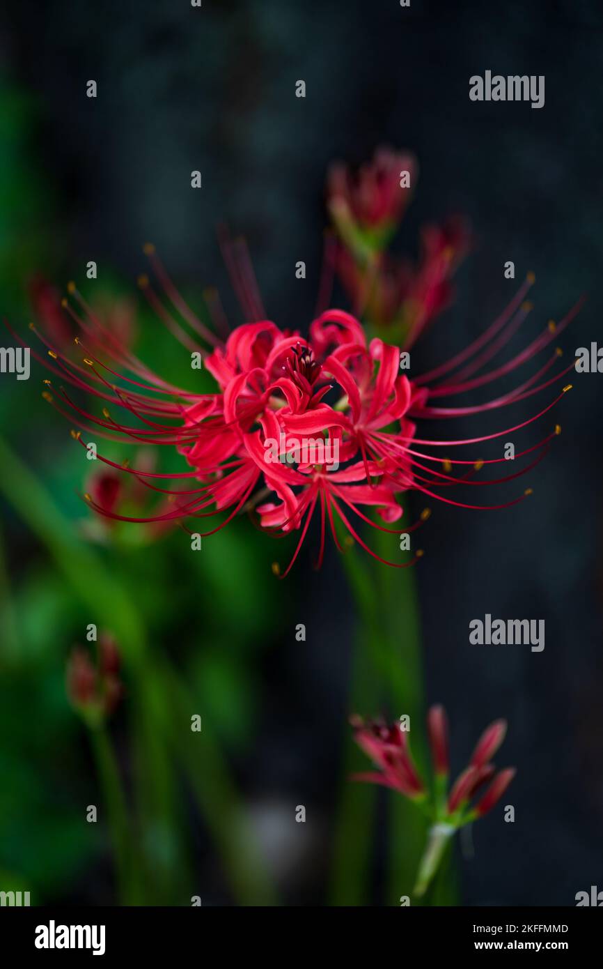 Lycoris flowers hi-res stock photography and images - Alamy