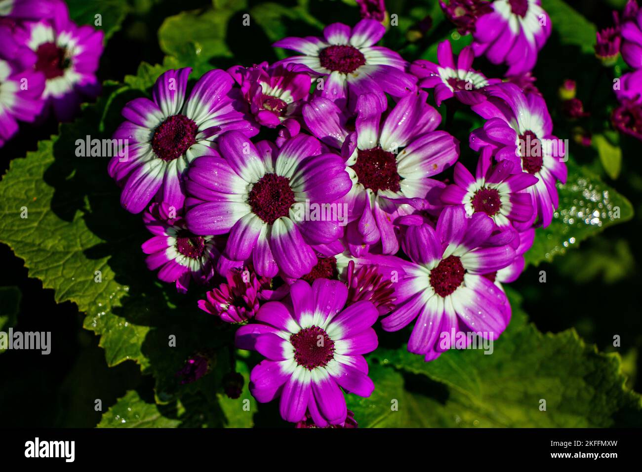 Indian spring hi-res stock photography and images - Alamy