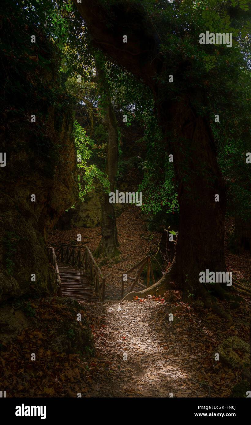 A trail in a dense forest, Greece Old Kavala Stock Photo - Alamy