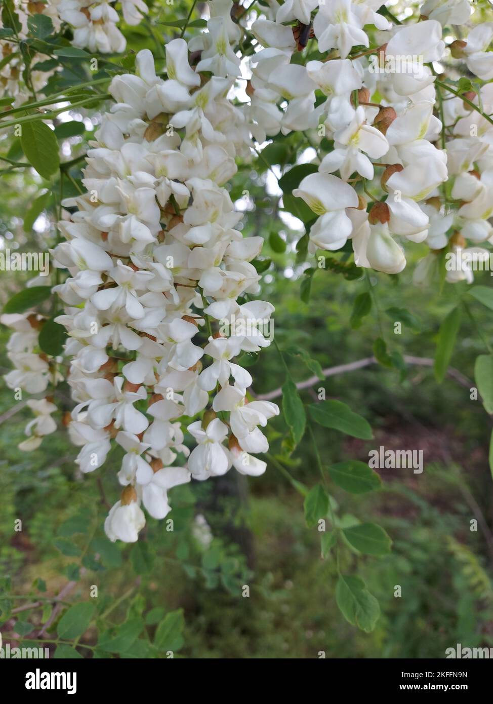 Blooming acacia tree in spring. Acacia flowers Stock Photo - Alamy