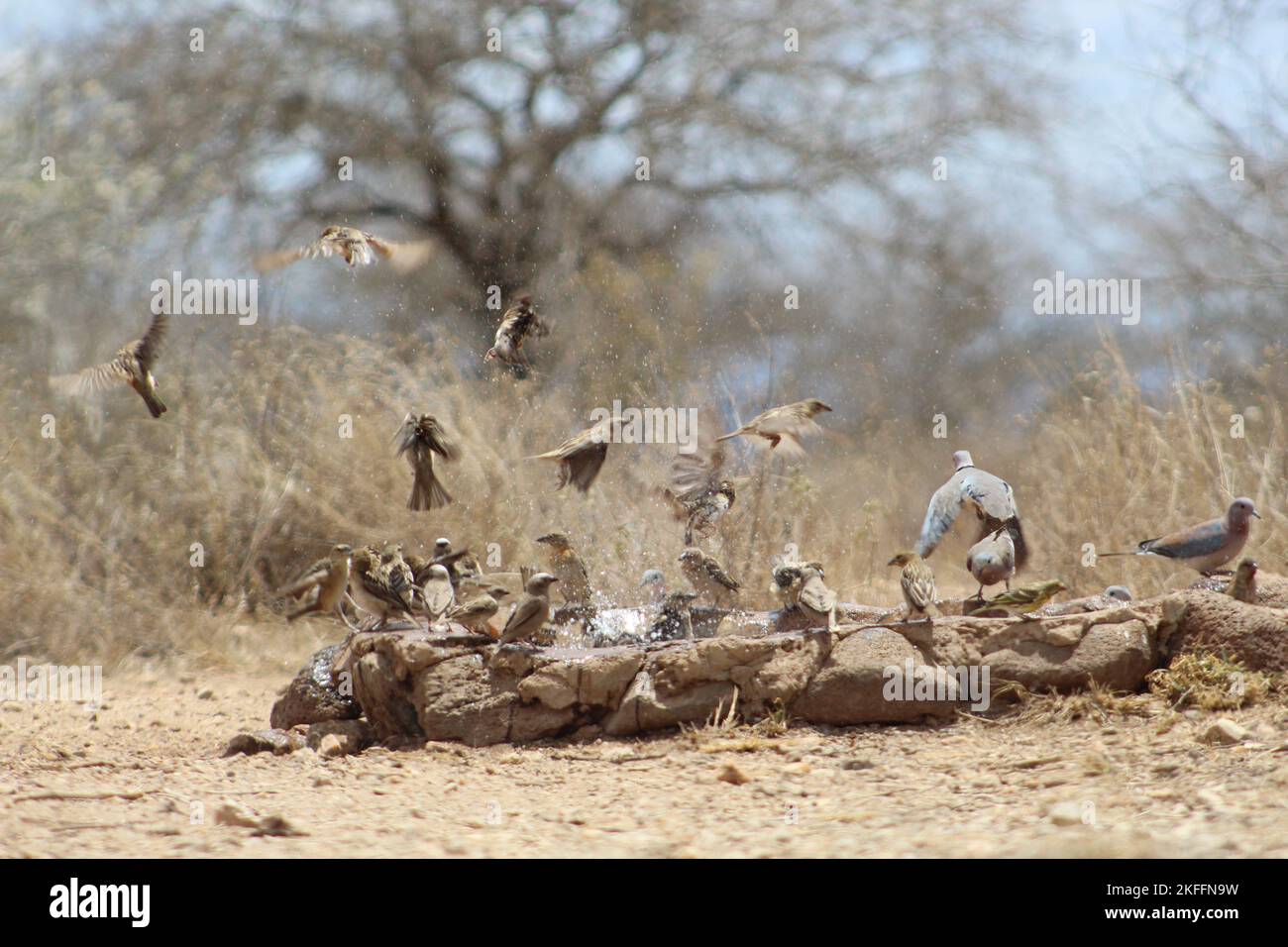 A flock of birds splashing on a birdbath on a dry ground Stock Photo ...