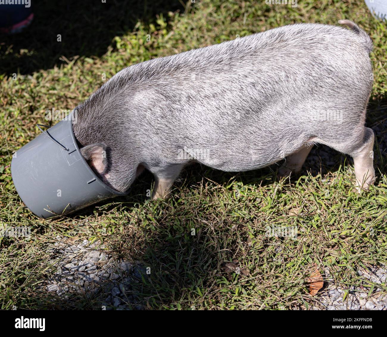 A furry pig with its head in a bucket Stock Photo - Alamy
