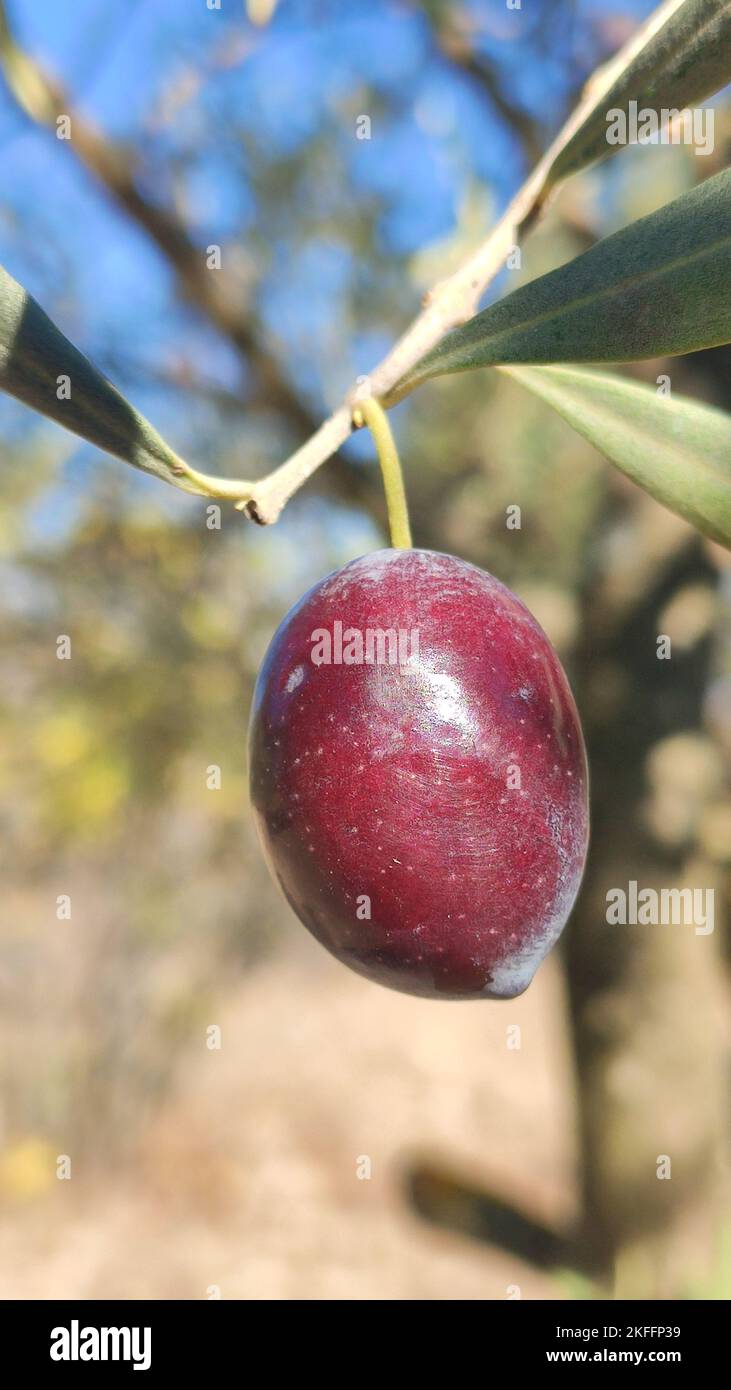 Mediterranean Gold; Olives On It’s Tree Branch Stock Photo - Alamy