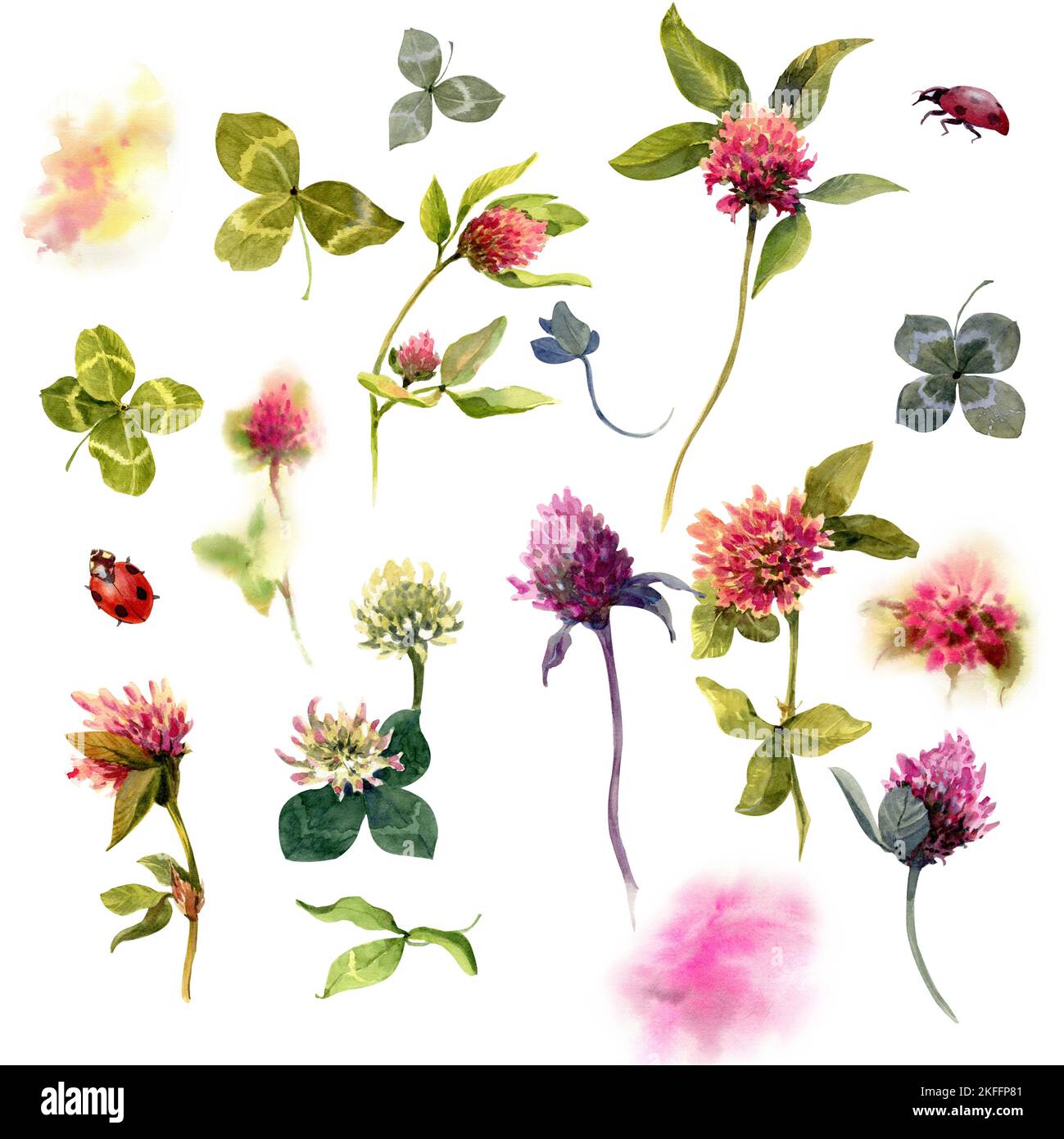 Watercolor pink and white clover, shamrock and quatrefoil wild field ...