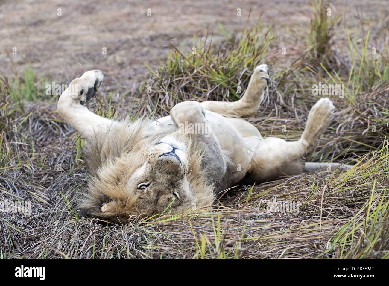 Lion chill out hi-res stock photography and images - Alamy