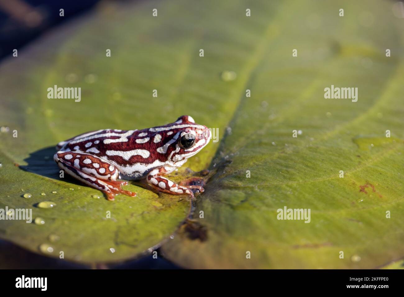 painted reed frog Stock Photo - Alamy