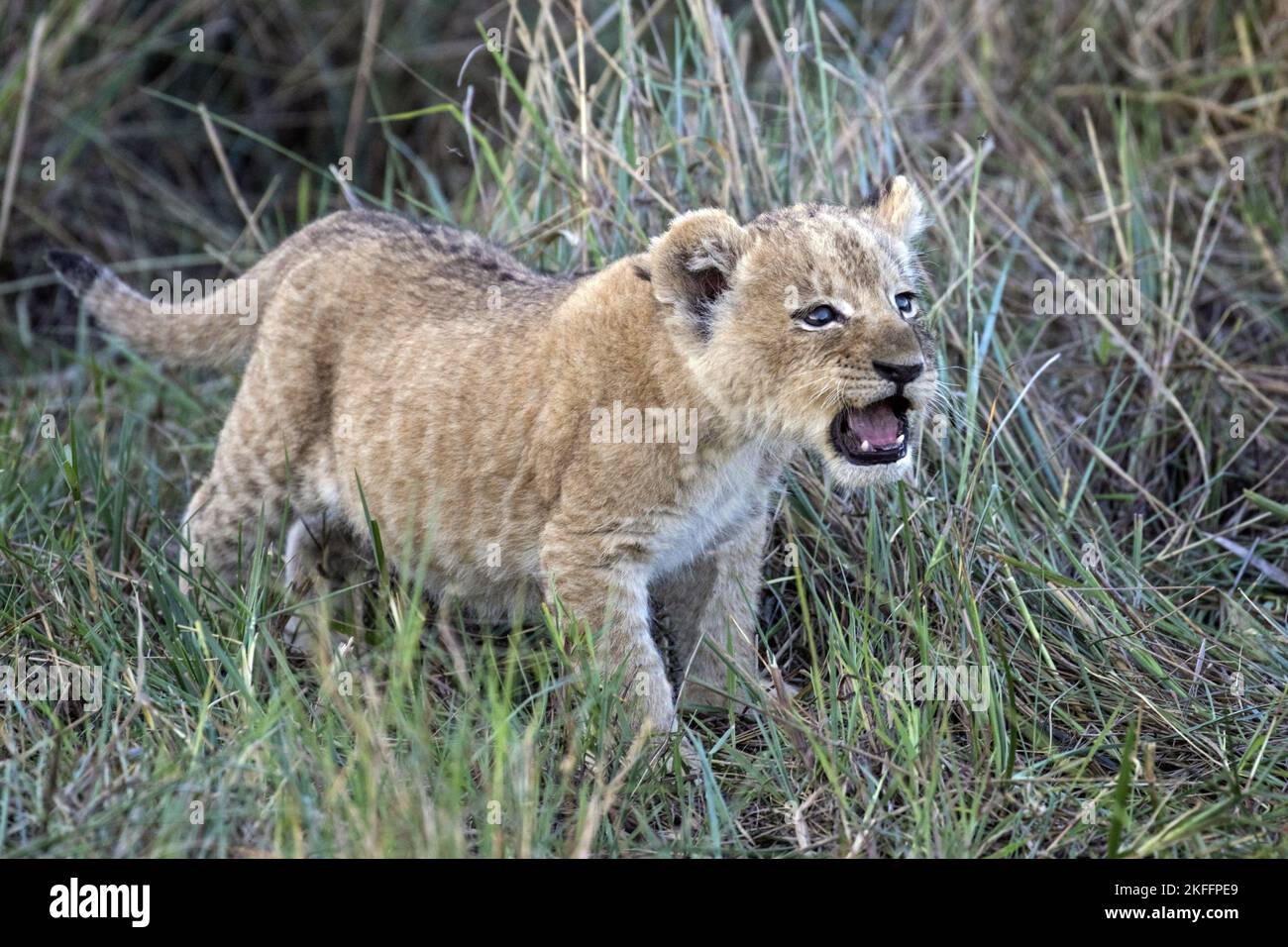 Angry lion cub hi-res stock photography and images - Alamy