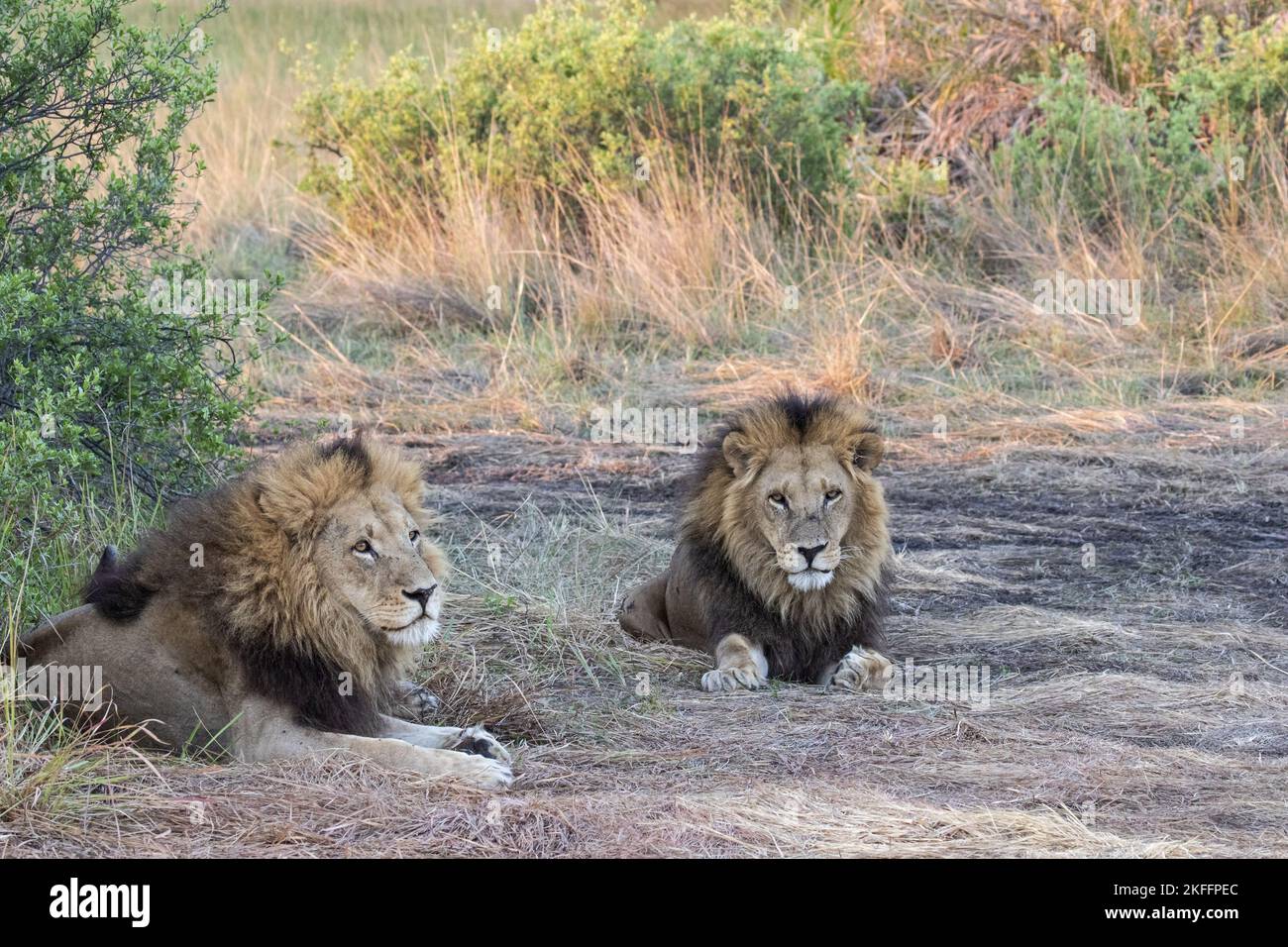 Two lions lie side hi-res stock photography and images - Alamy