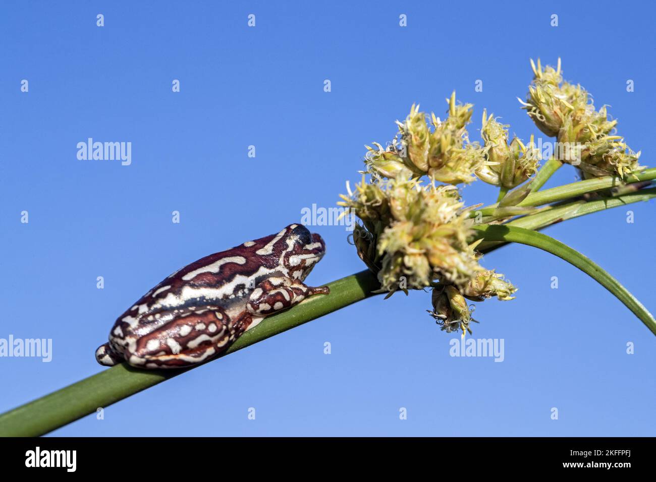 painted reed frog Stock Photo - Alamy