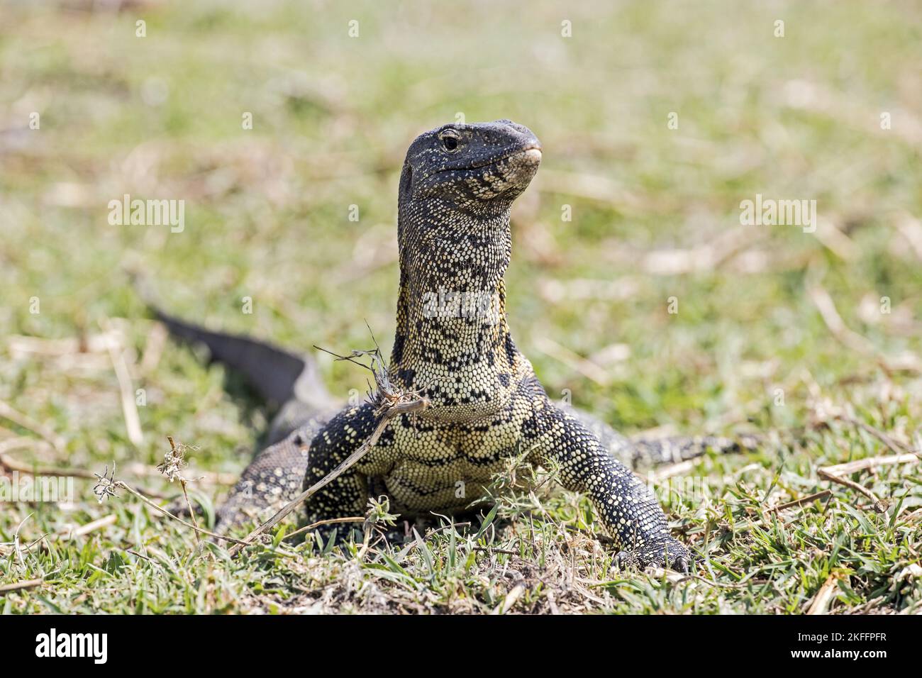 Nile monitors hi-res stock photography and images - Alamy