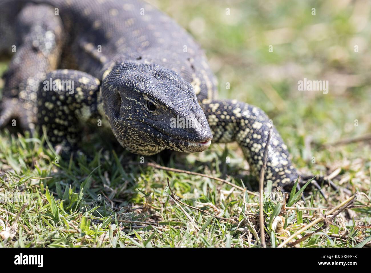 Nile monitors hi-res stock photography and images - Alamy