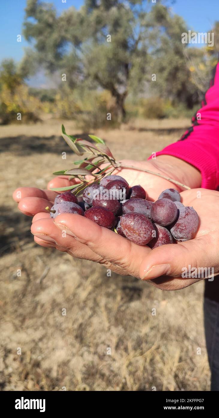 Hand picking olives on the tree in November Stock Photo - Alamy
