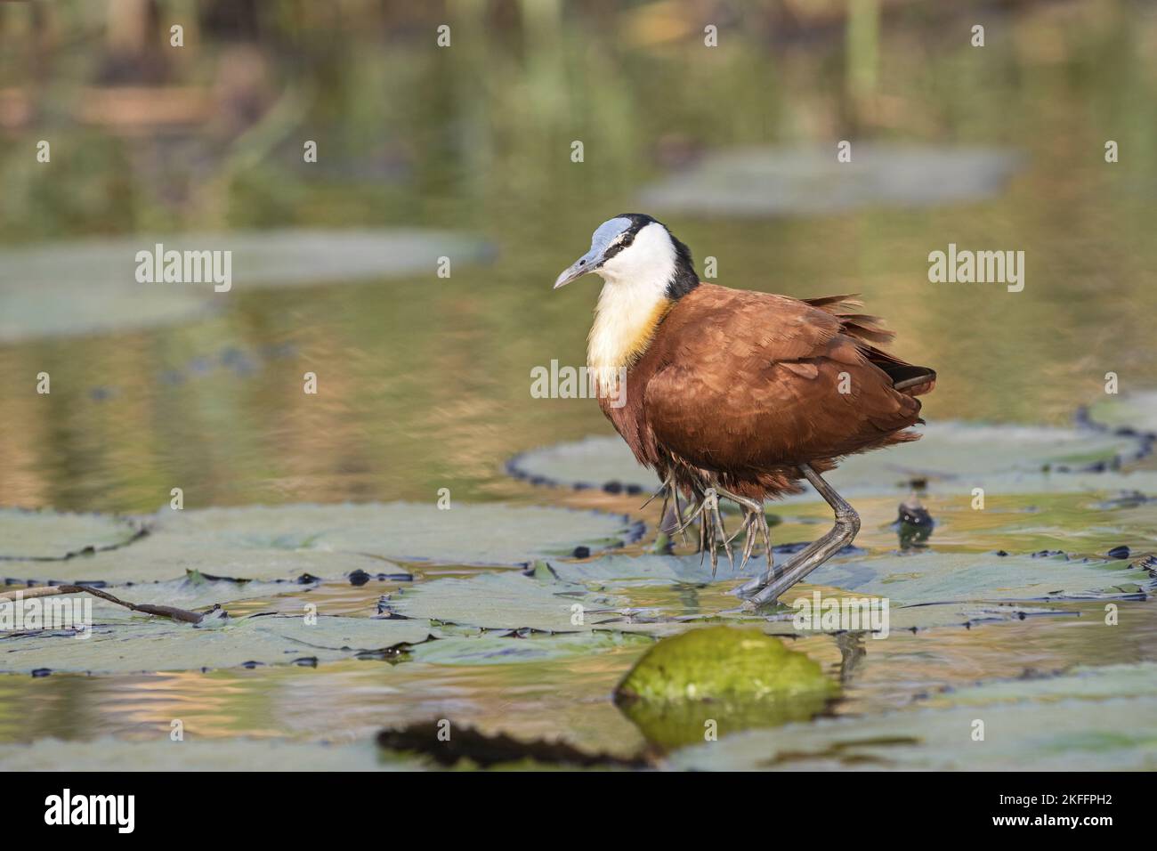 African jacana babies hi-res stock photography and images - Alamy