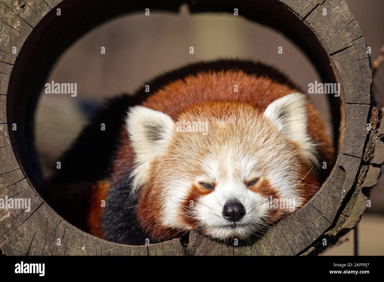 Snoozing red panda hi-res stock photography and images - Alamy