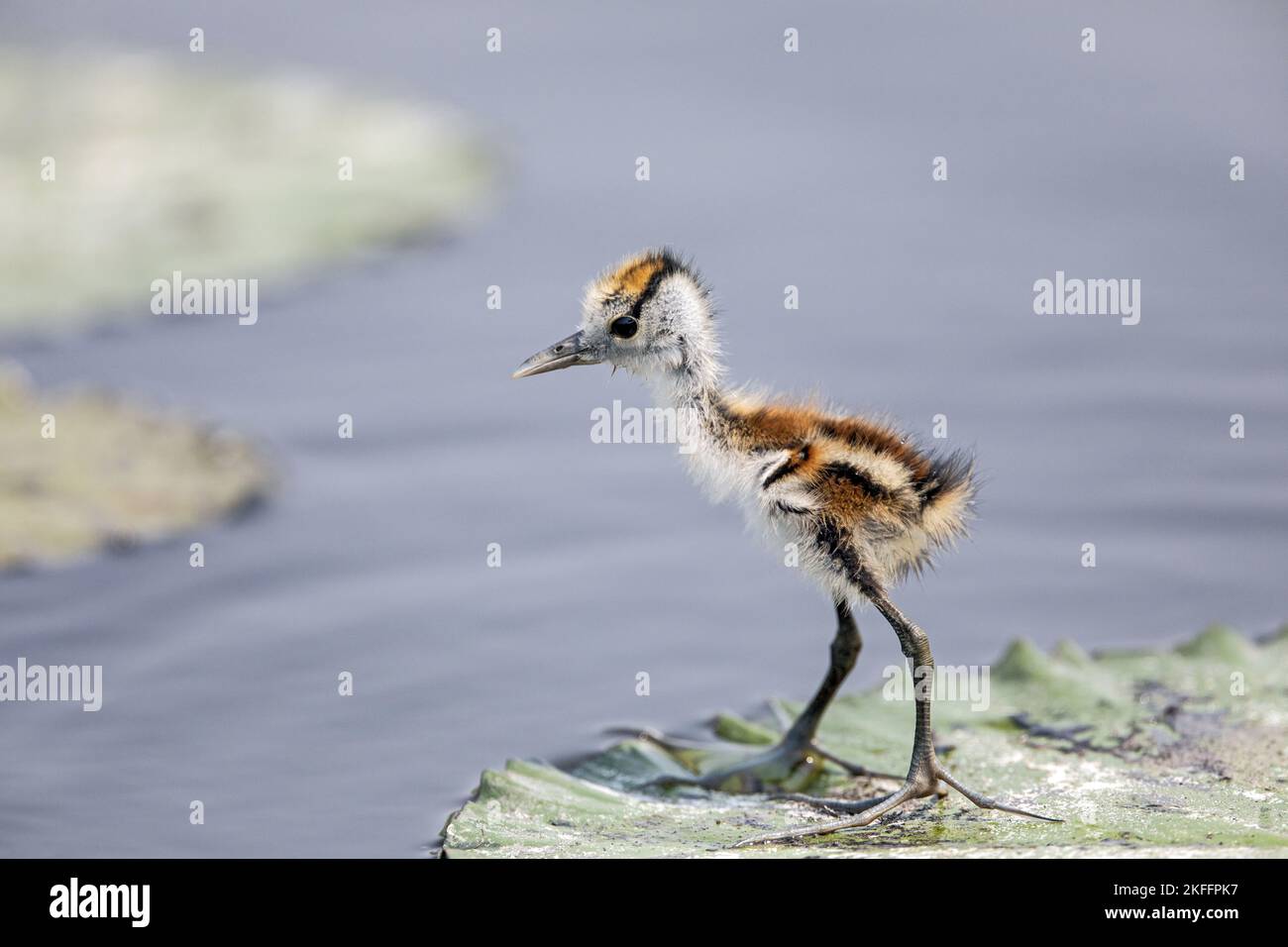 African jacana babies hi-res stock photography and images - Alamy