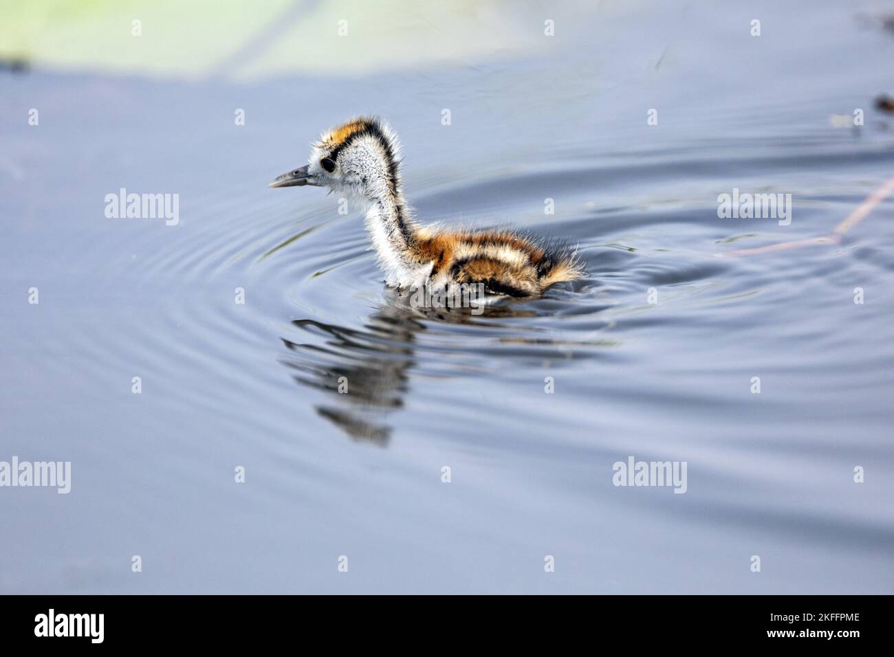 Actophilornis africanus chick hi-res stock photography and images - Alamy