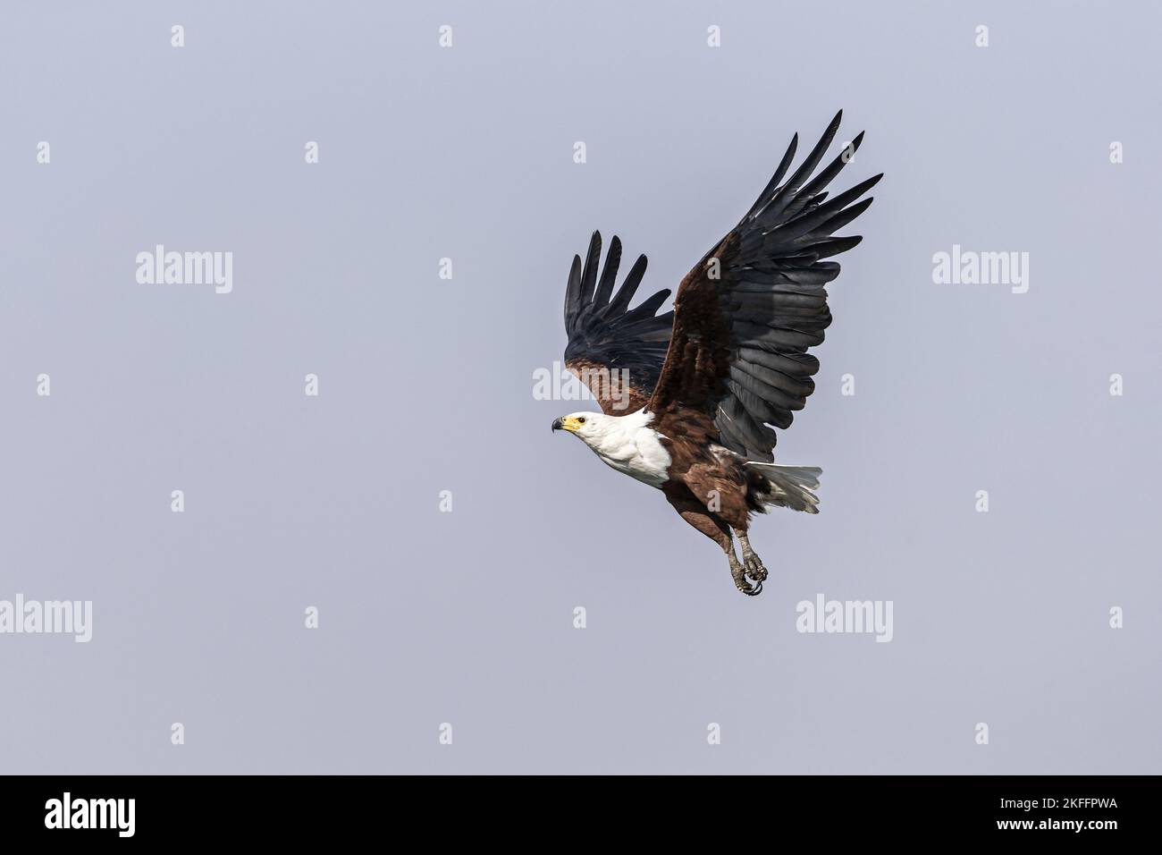 flying African Fish Eagle Stock Photo - Alamy