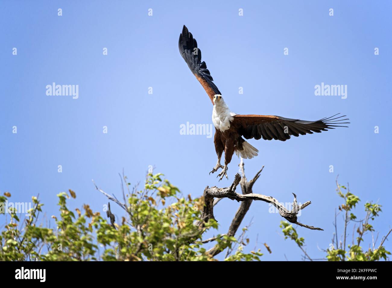 flying African Fish Eagle Stock Photo - Alamy