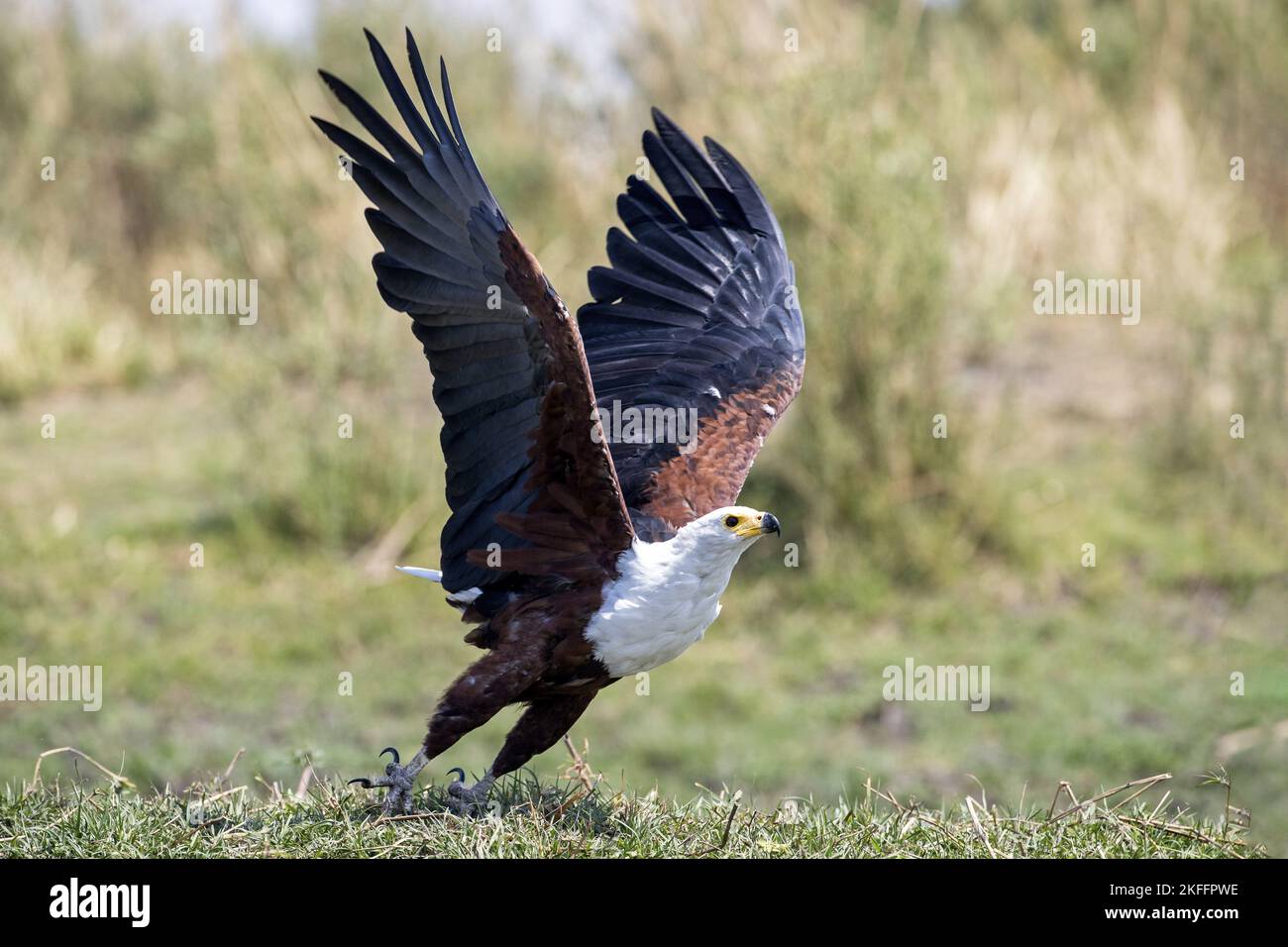 flying African Fish Eagle Stock Photo - Alamy