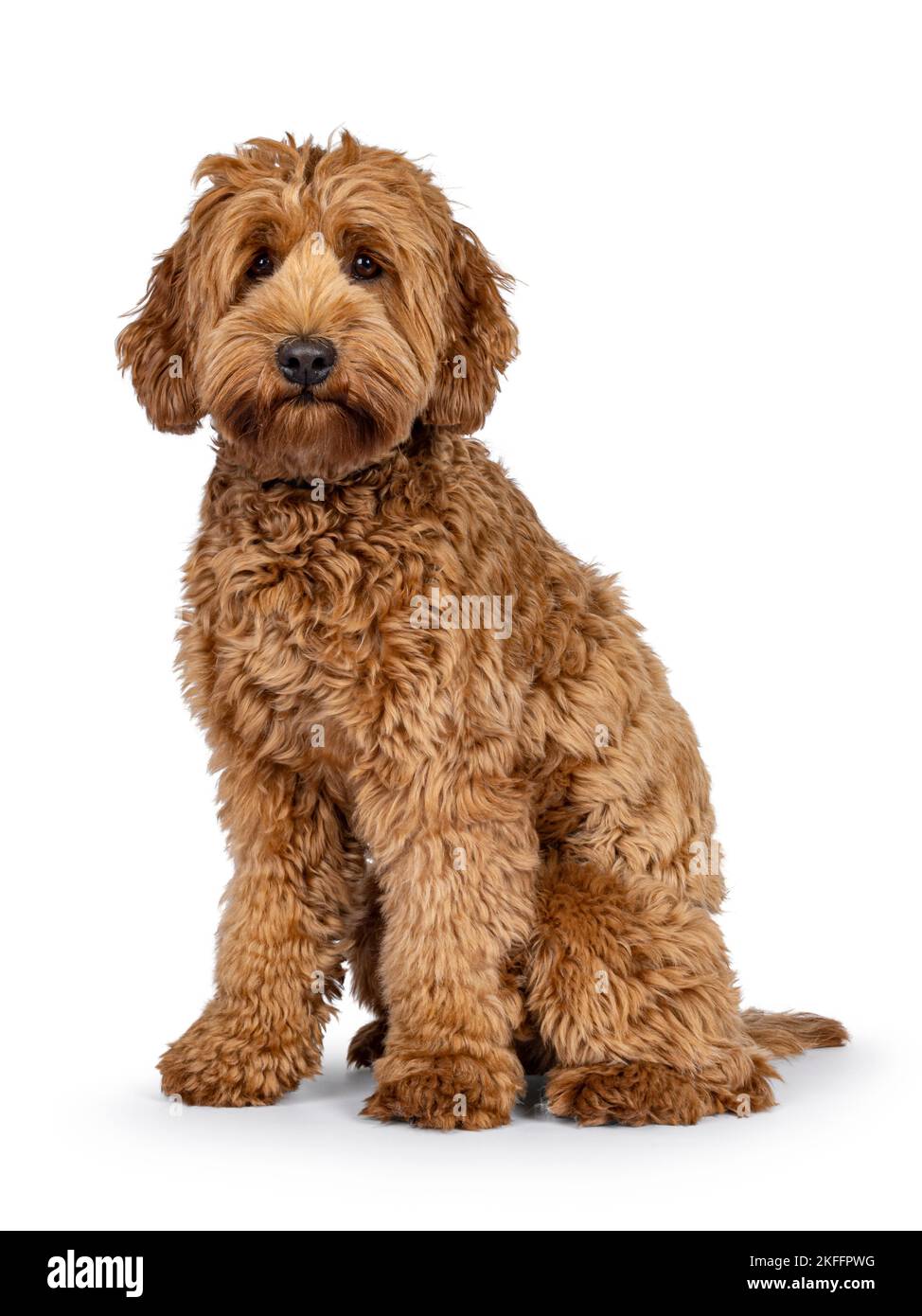 Australian Labradoodle Puppies Cute
