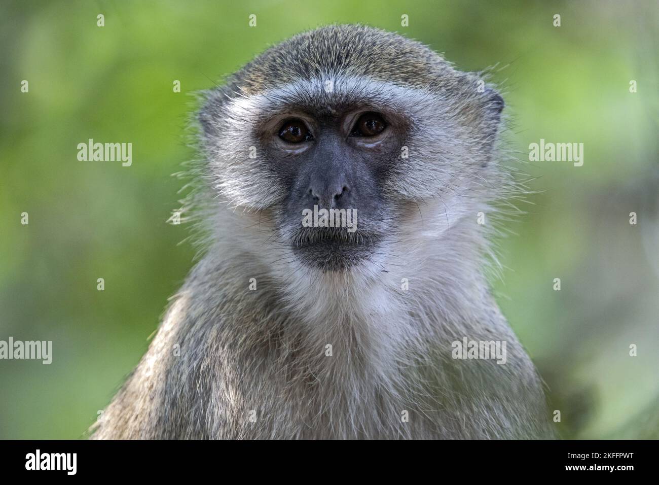 Grivets monkey hi-res stock photography and images - Alamy