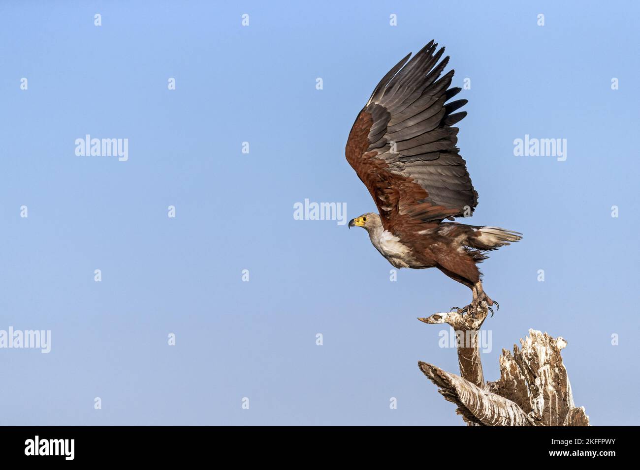 flying African Fish Eagle Stock Photo - Alamy