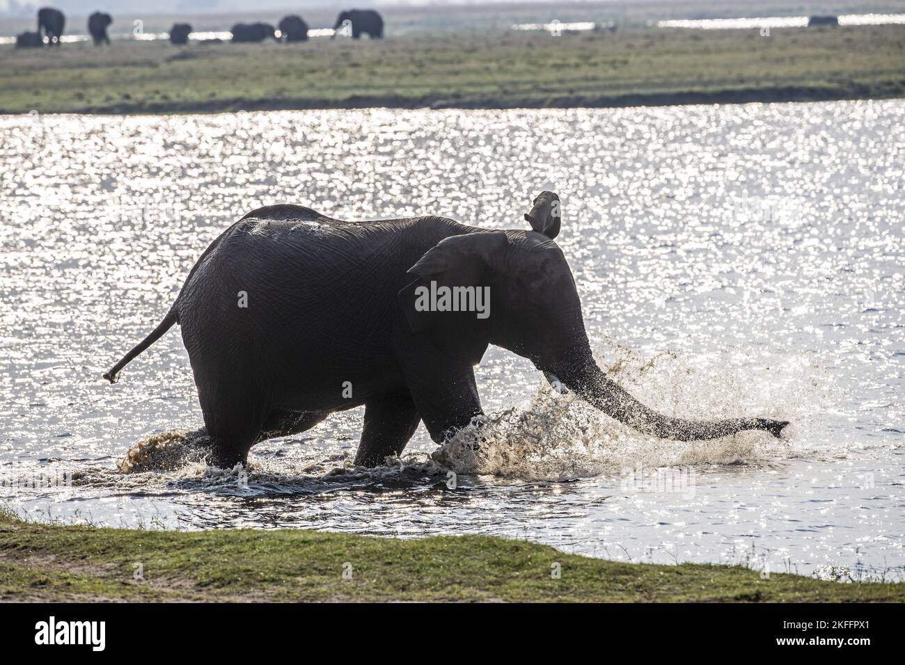 Elephant galloping hi-res stock photography and images - Alamy