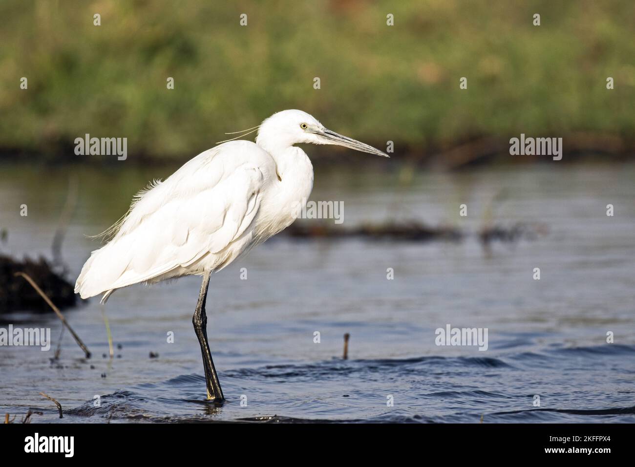 standing Great White Egret Stock Photo - Alamy