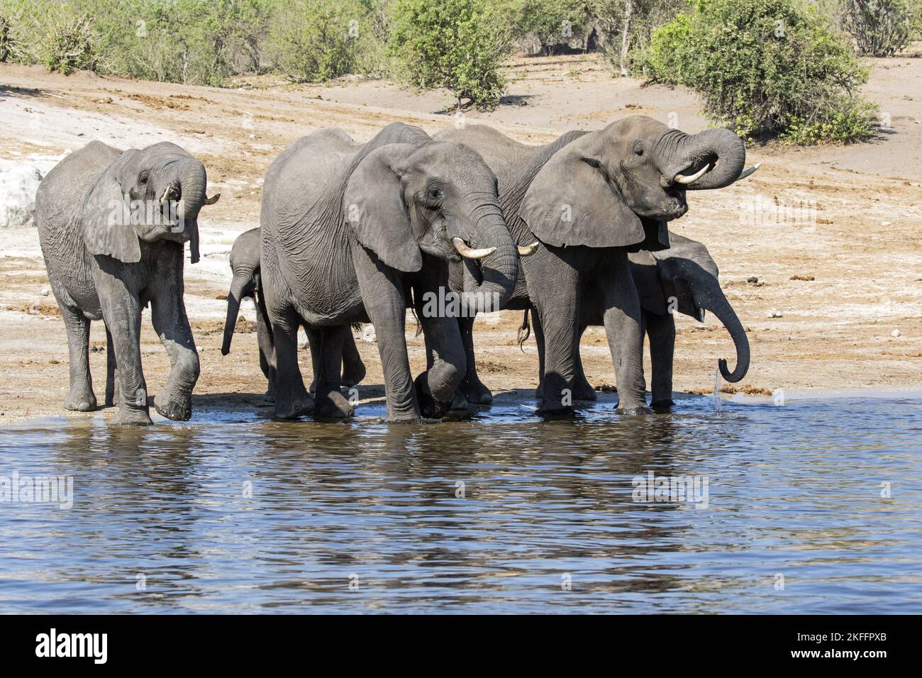 Group adult baby elephants stands hi-res stock photography and images ...