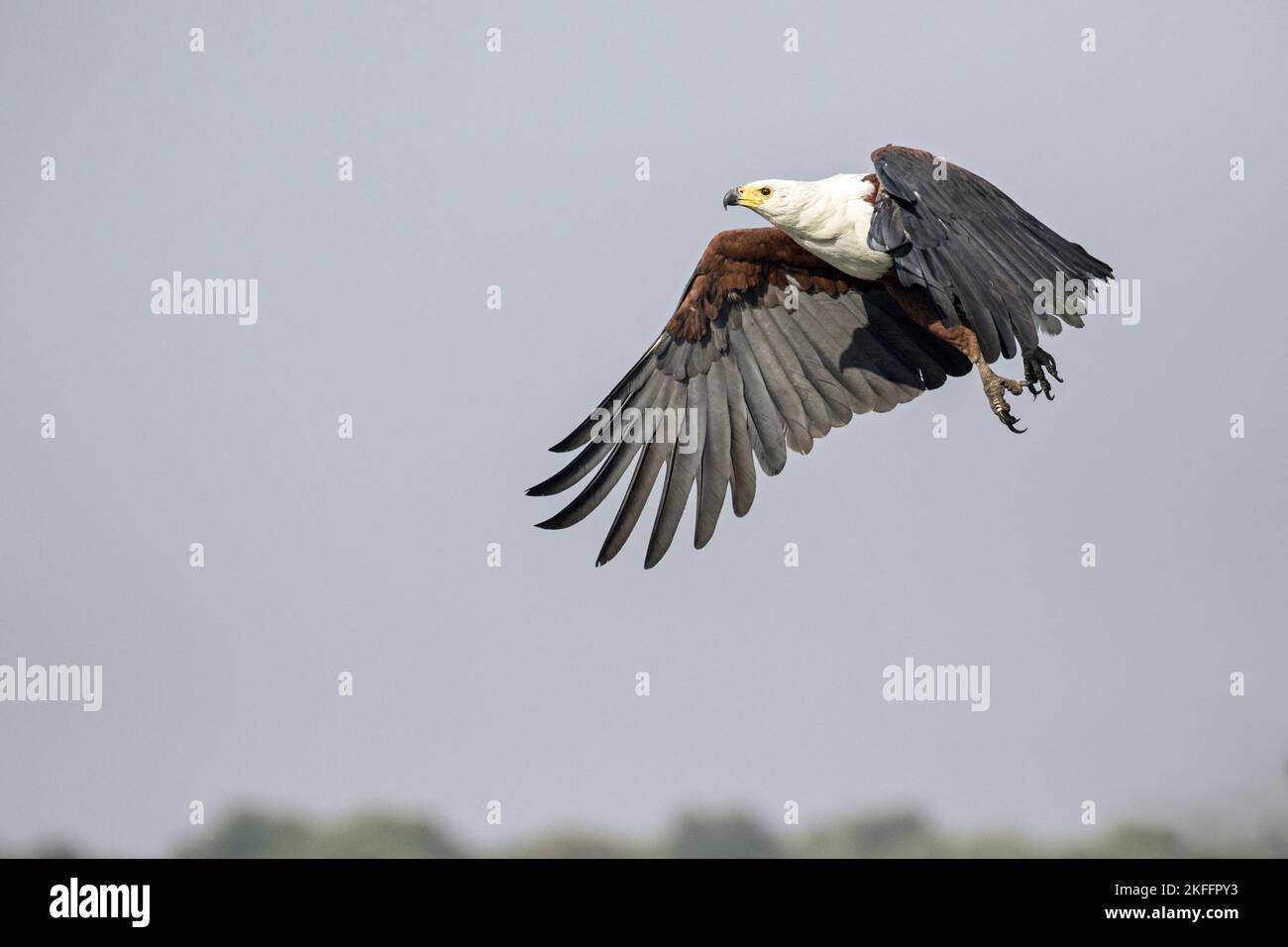 flying African Fish Eagle Stock Photo - Alamy