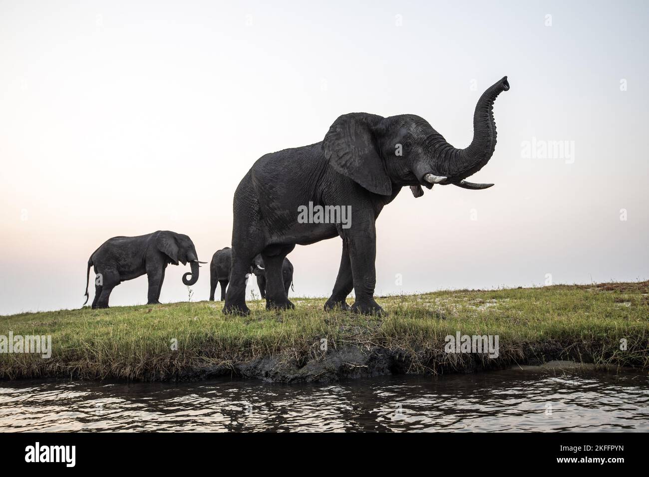 Three elephants walking side by side hi-res stock photography and ...