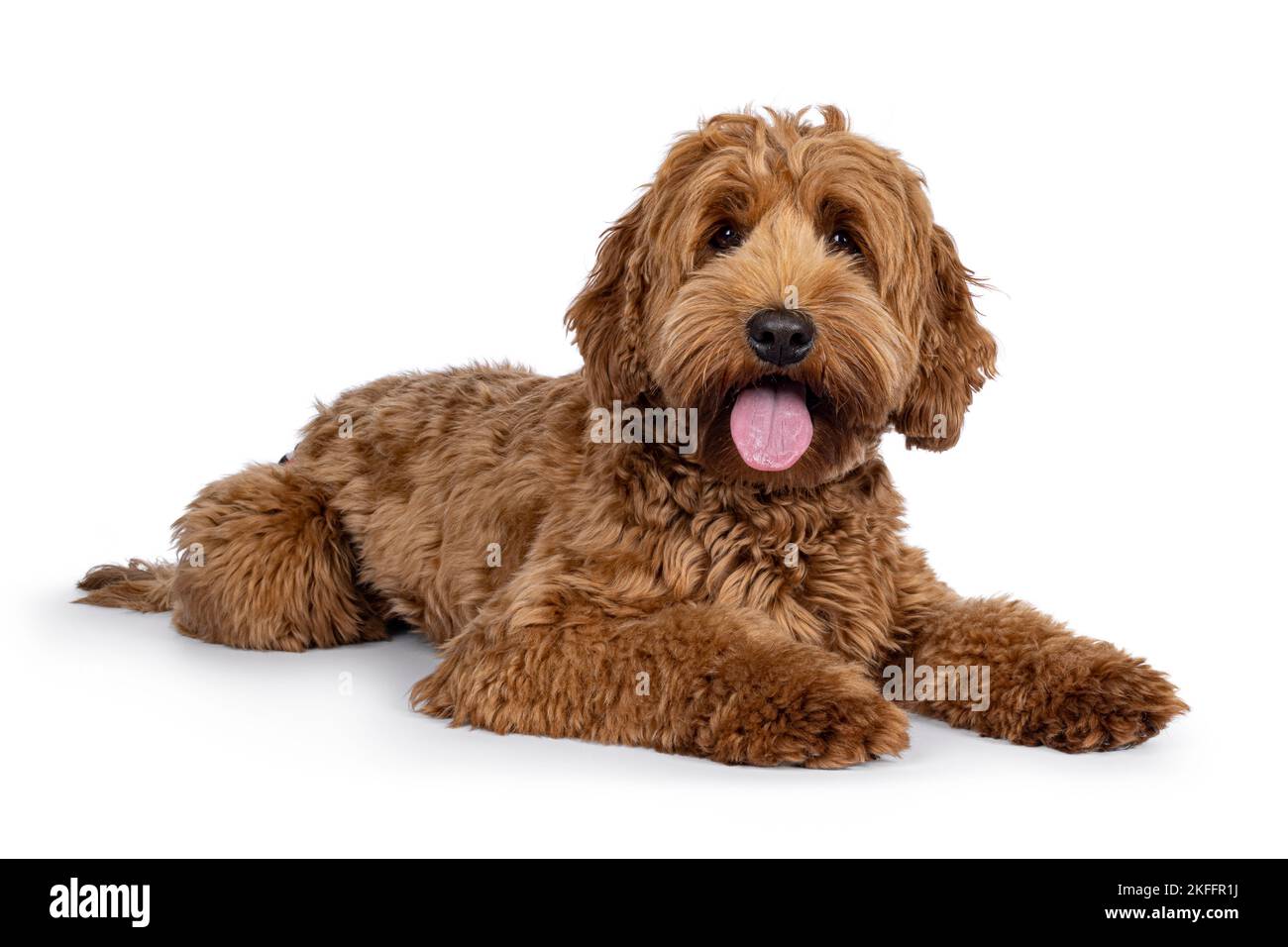 Cute young Cobberdog aka Labradoodle dog puppy. Laying down side ways ...