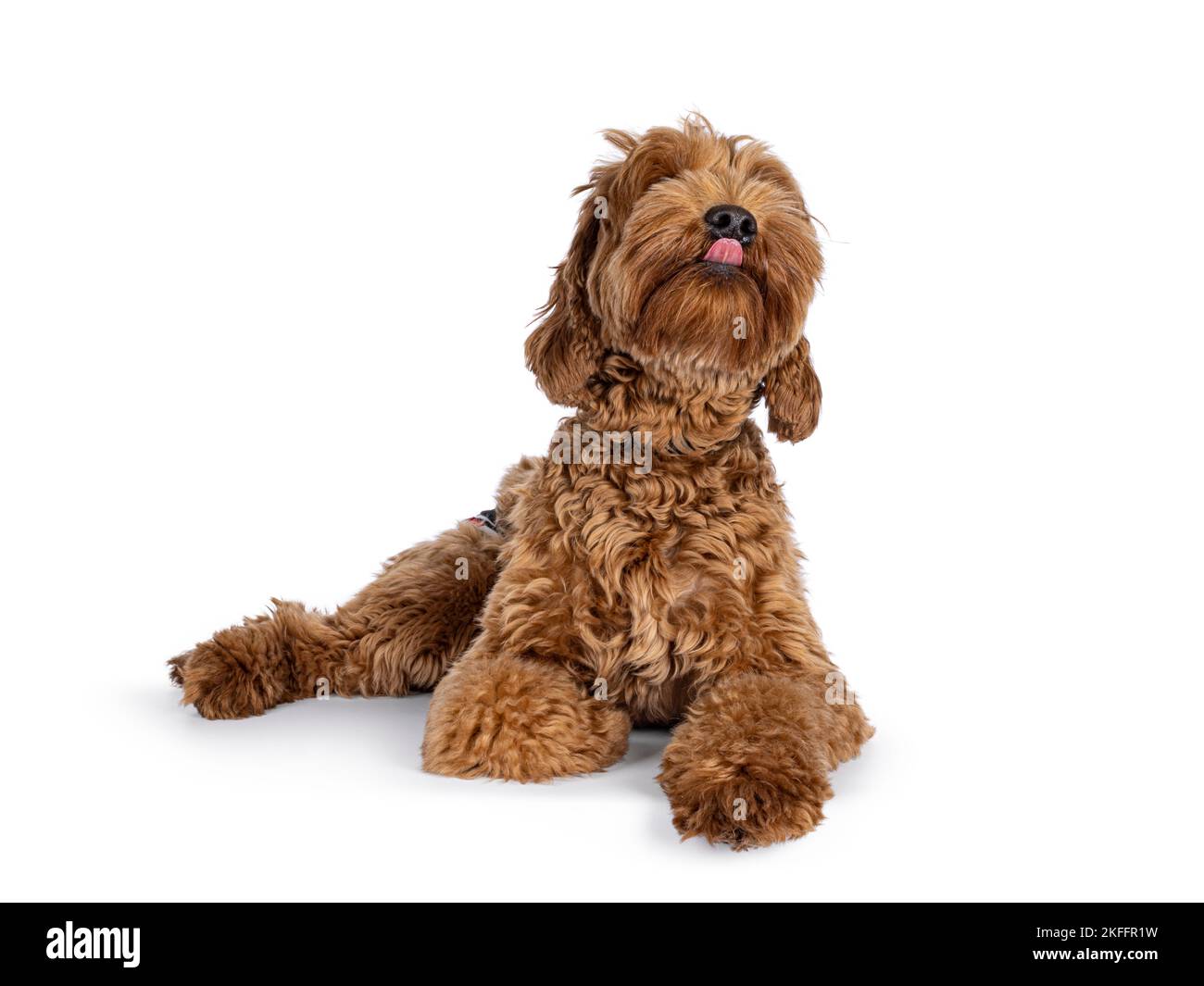 Cute young Cobberdog aka Labradoodle dog puppy. Laying down, face ...