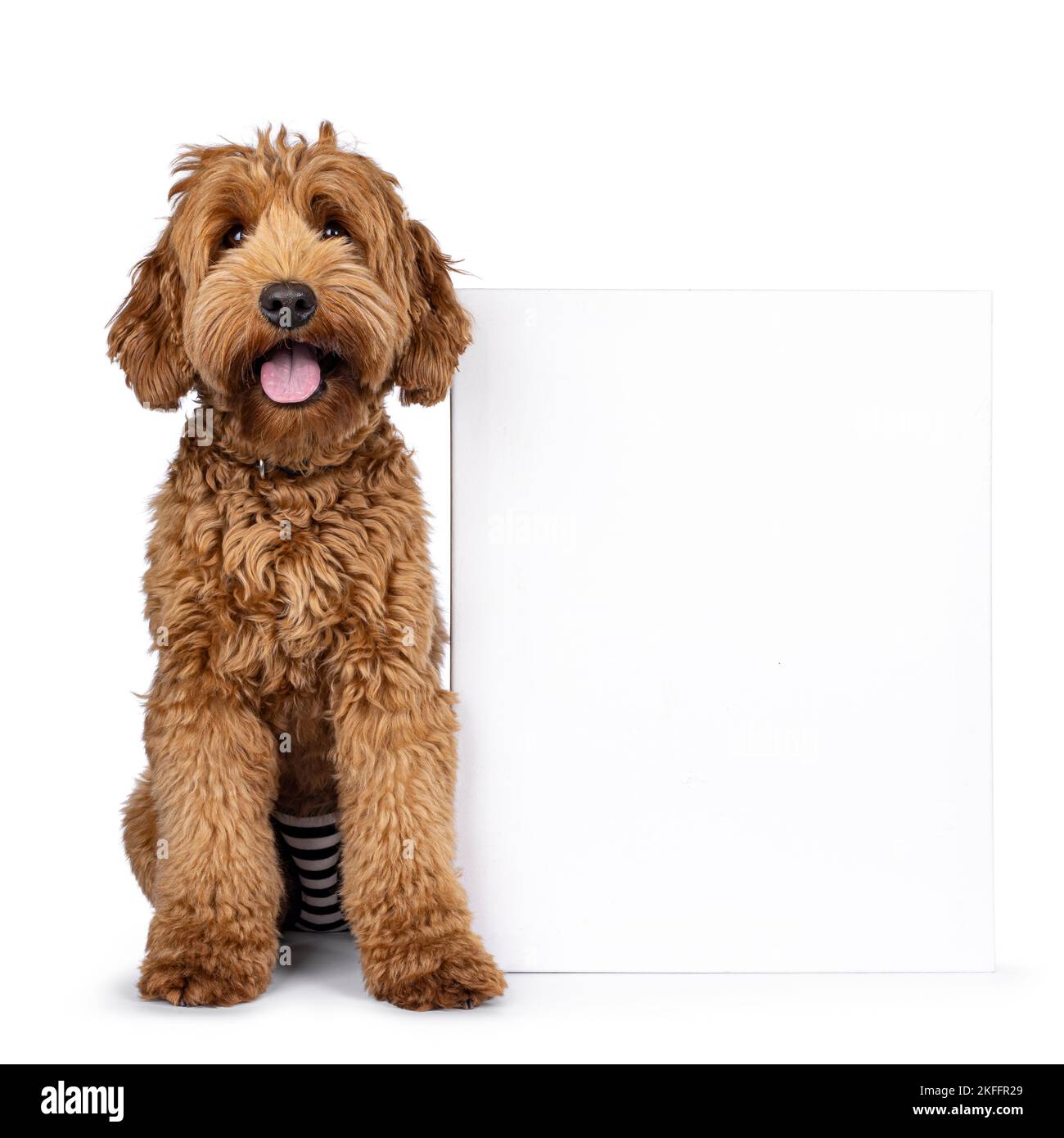 Cute young Cobberdog aka Labradoodle dog puppy. Sitting up facing front ...