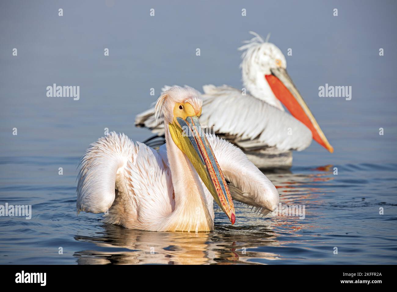 Two great pelicans pelecanus hi-res stock photography and images - Alamy