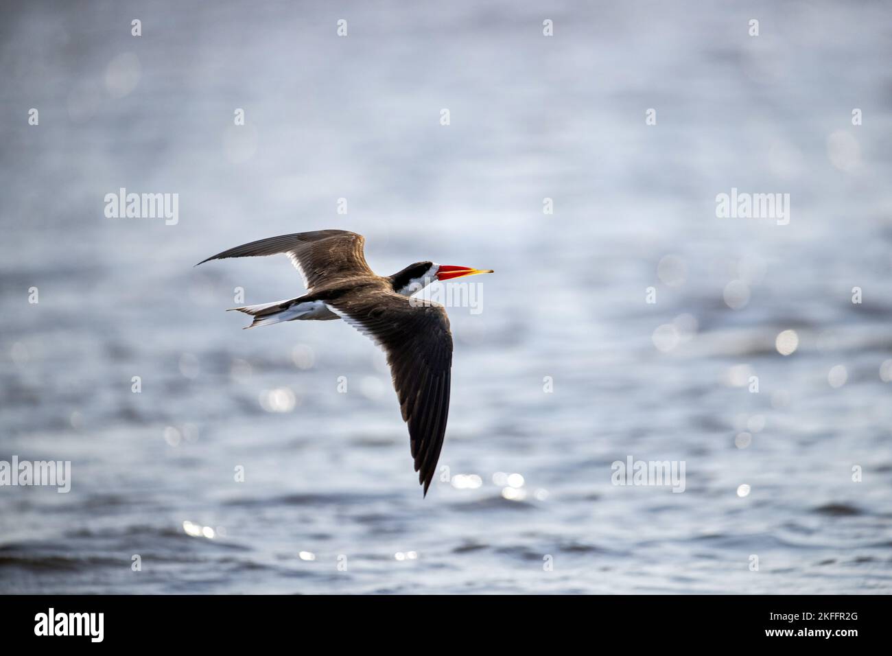 flying African Skimmer Stock Photo - Alamy
