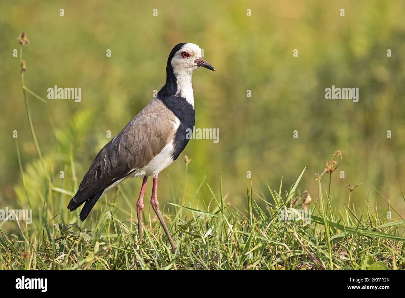 standing Long-Toed Lapwing Stock Photo - Alamy