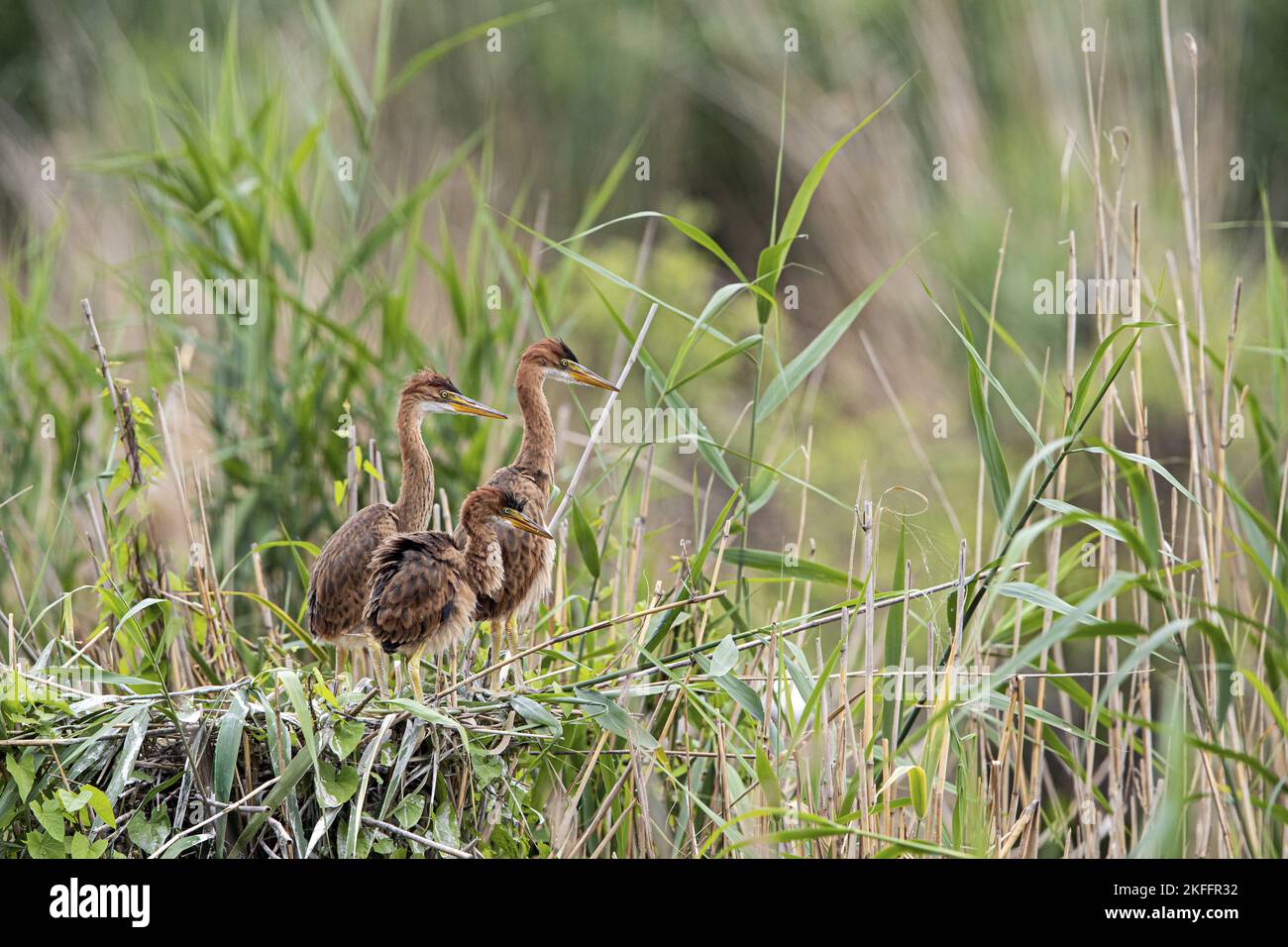Young egrets in nest hi-res stock photography and images - Alamy
