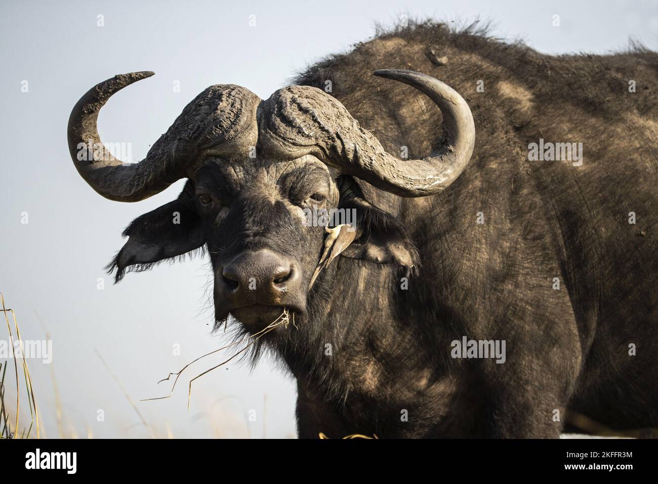 African Buffalo portrait Stock Photo - Alamy