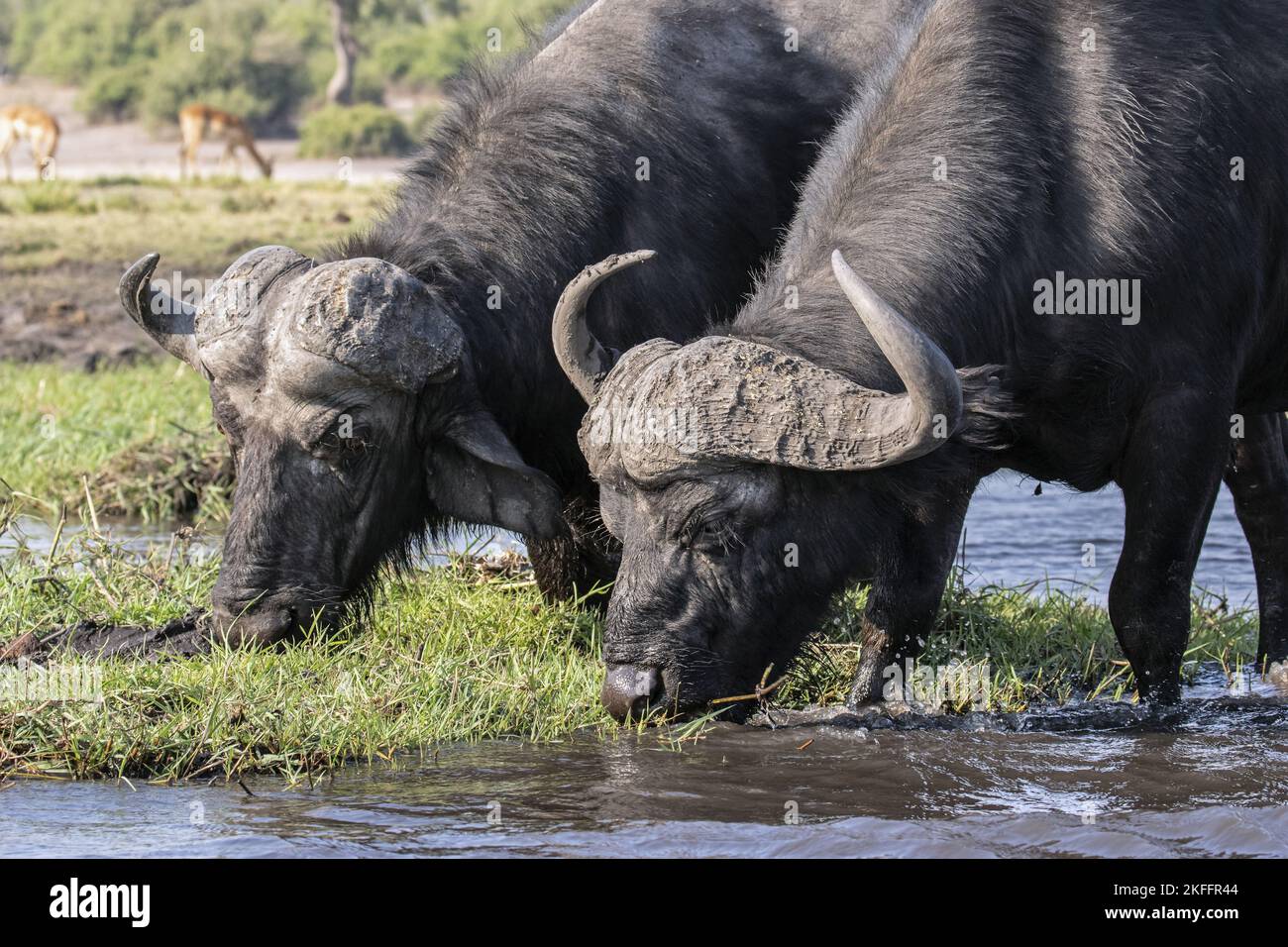 Adult water buffalo eating grass hi-res stock photography and images ...