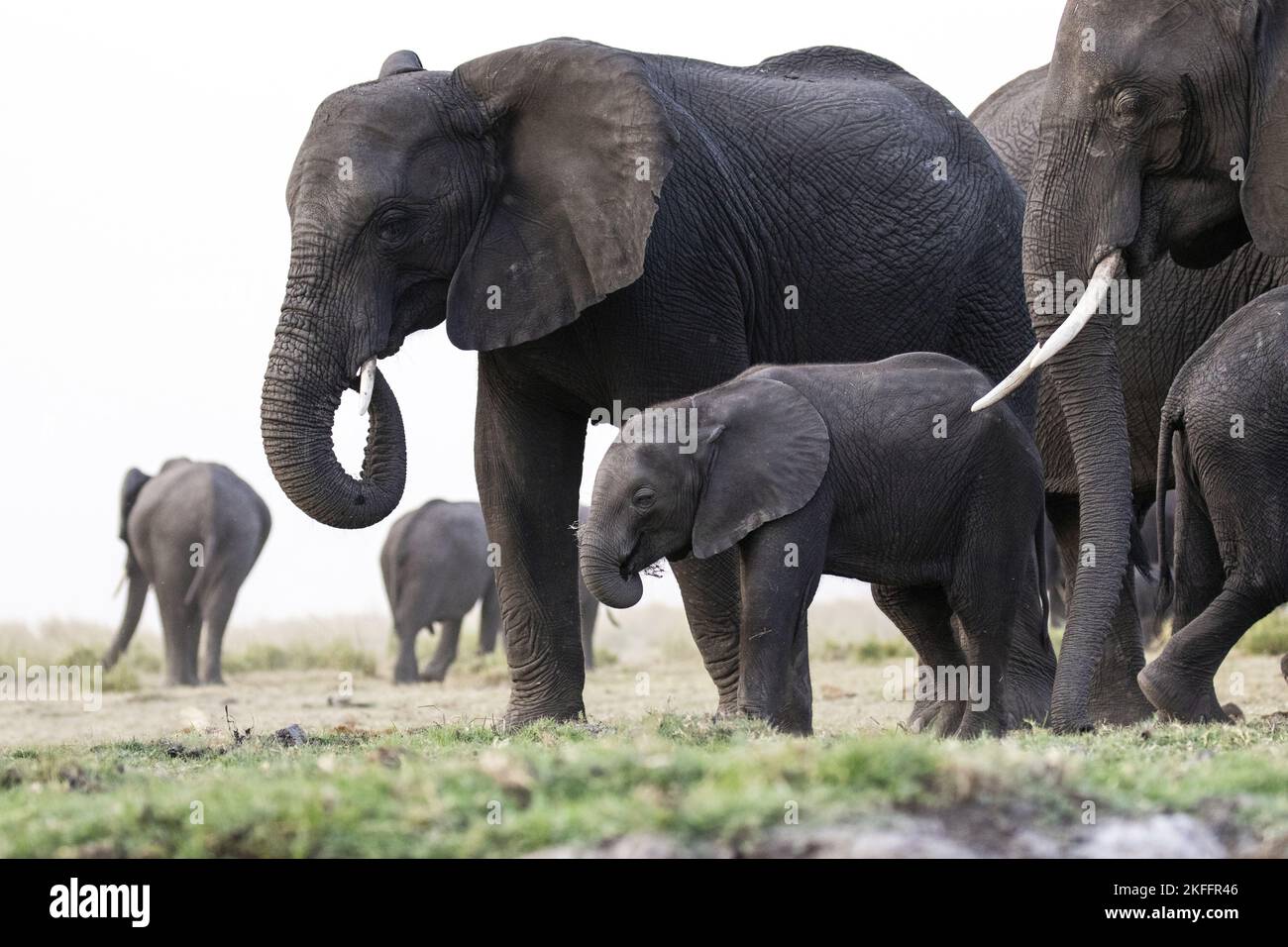 Group adult baby elephants stands hi-res stock photography and images ...