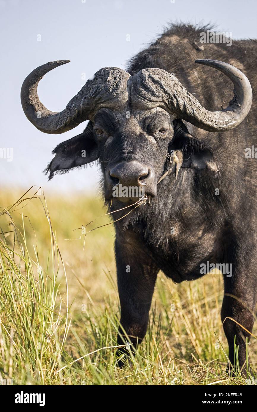standing African Buffalo Stock Photo - Alamy