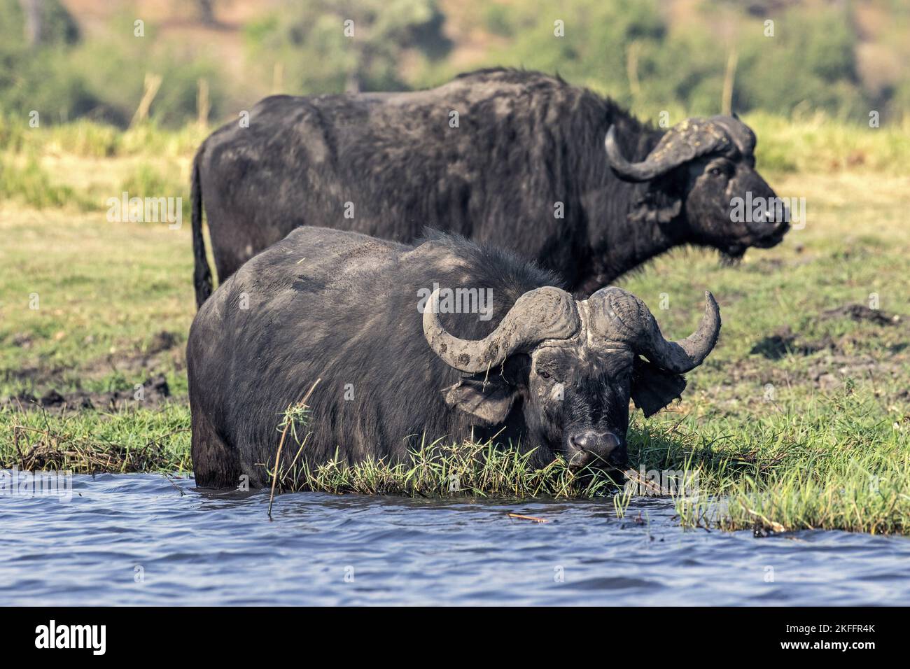 Adult water buffalo eating grass hi-res stock photography and images ...