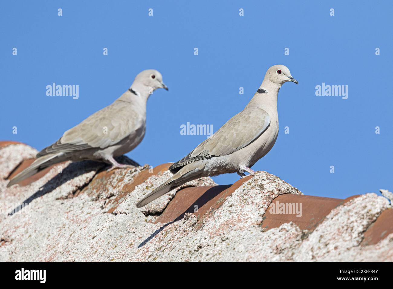Blue dove sits on roof hi-res stock photography and images - Alamy