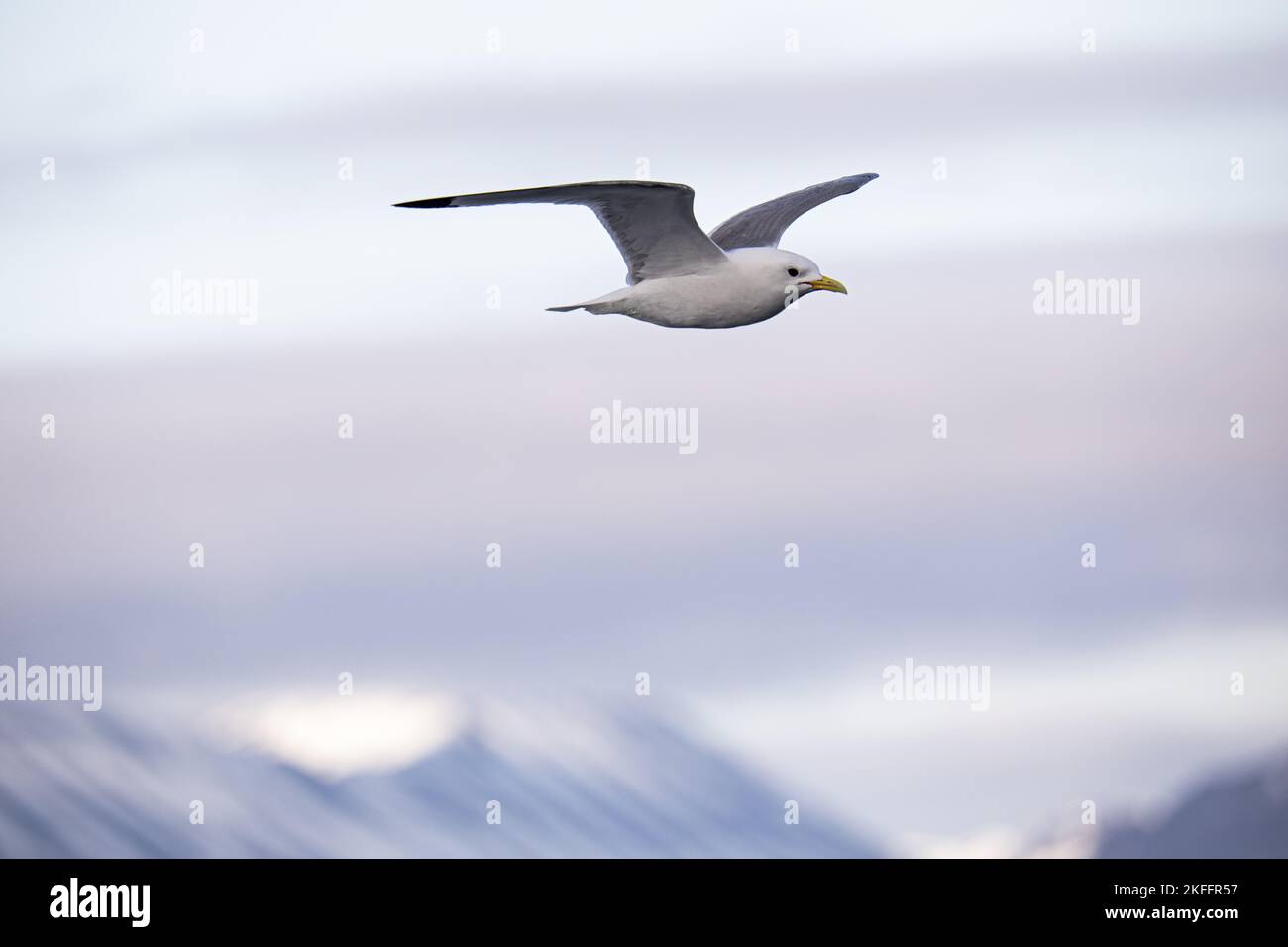 flying Common Gull Stock Photo - Alamy