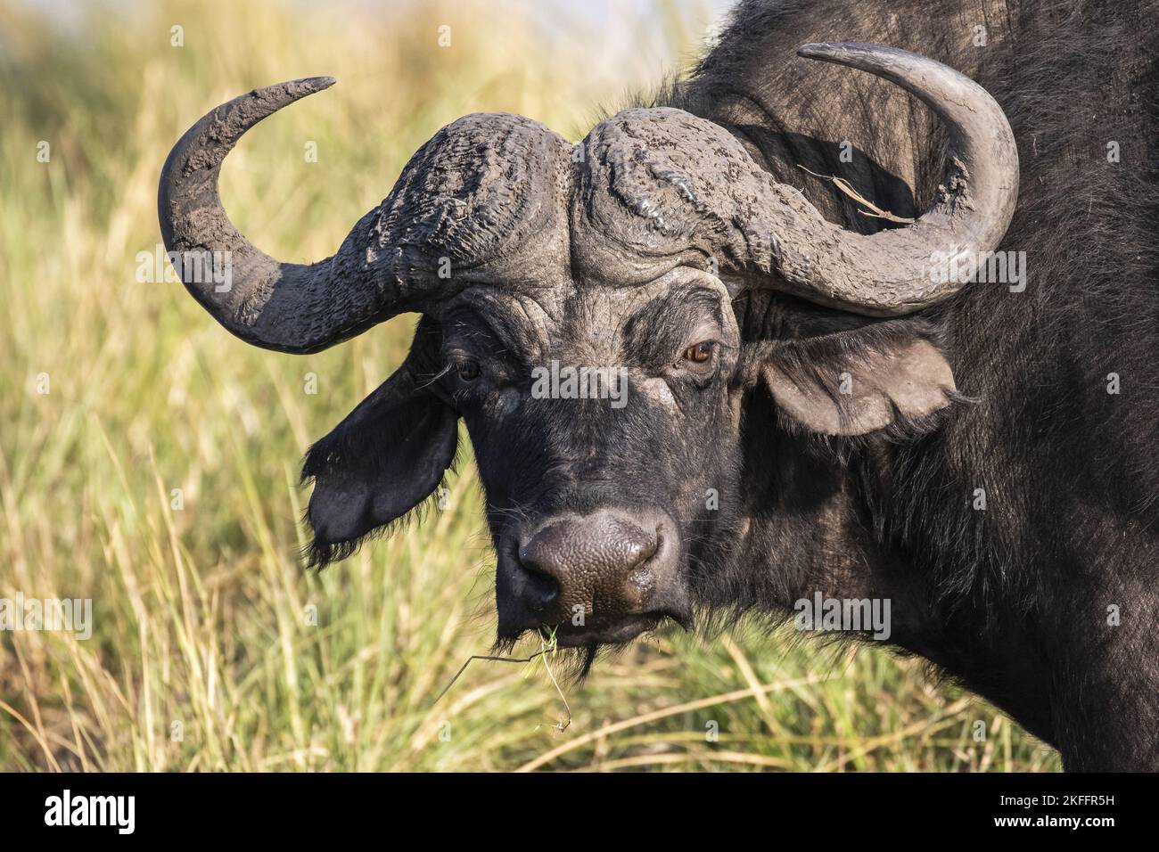 African Buffalo Picturesafrican Images