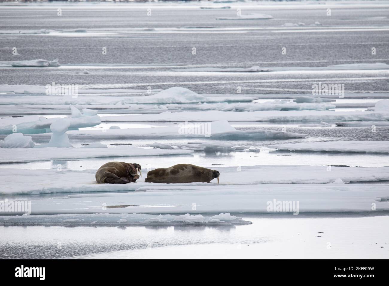 Walruses and two hi-res stock photography and images - Alamy